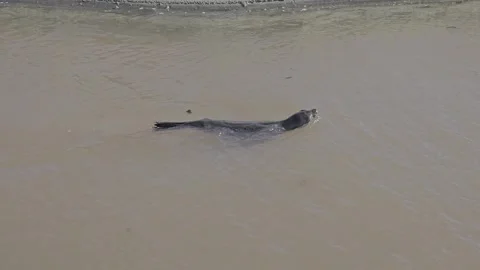 Sea Lion Clips Stock Videos – Royalty-Free HD & 4K Videos