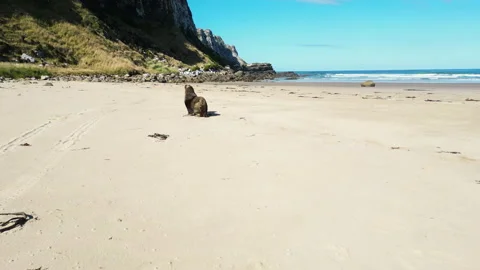 sea lion running on the beach in Parakan... | Stock Video | Pond5