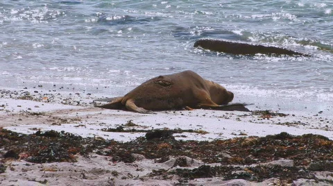 Lion Bite Stock Videos – Royalty-Free HD & 4K Videos