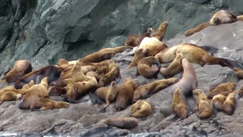 Relaxing Rocks Stock Videos – Royalty-Free HD & 4K Videos