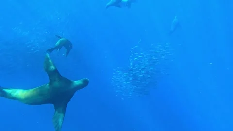 Lions Balls Stock Videos – Royalty-Free HD & 4K Videos