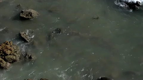 Pips 3 Stock Videos – Royalty-Free HD & 4K Videos