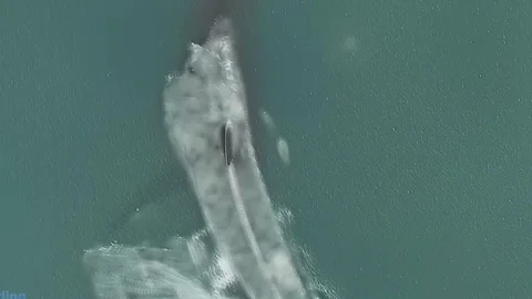 Sea monster eats megalodon | Stock Video | Pond5