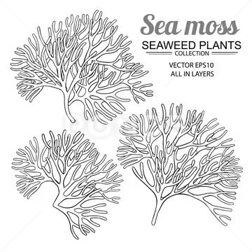 Sea moss plants set on white background ~ Clip Art #144742639