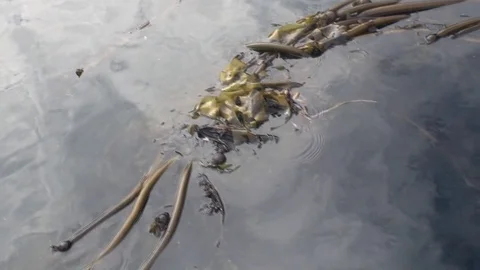 Sea mud and algae on calm water of Pacif... | Stock Video | Pond5