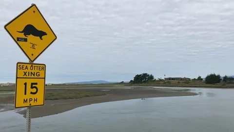 Sea otter crossing sign with a real sea ... | Stock Video | Pond5