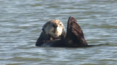 Rubbing C Stock Videos – Royalty-Free HD & 4K Videos