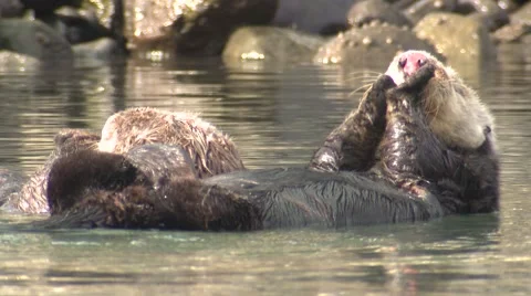Sea Otter Grooming Stock Footage ~ Royalty Free Stock Videos | Pond5