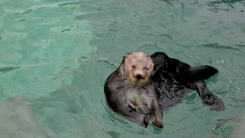 Back Hind Leg Stock Videos – Royalty-Free HD & 4K Videos | Pond5