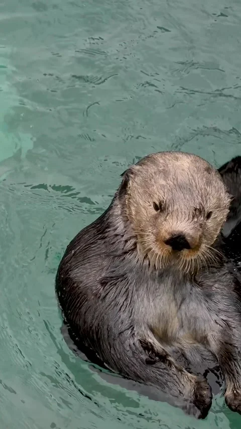 Back Hind Leg Stock Videos – Royalty-Free HD & 4K Videos | Pond5