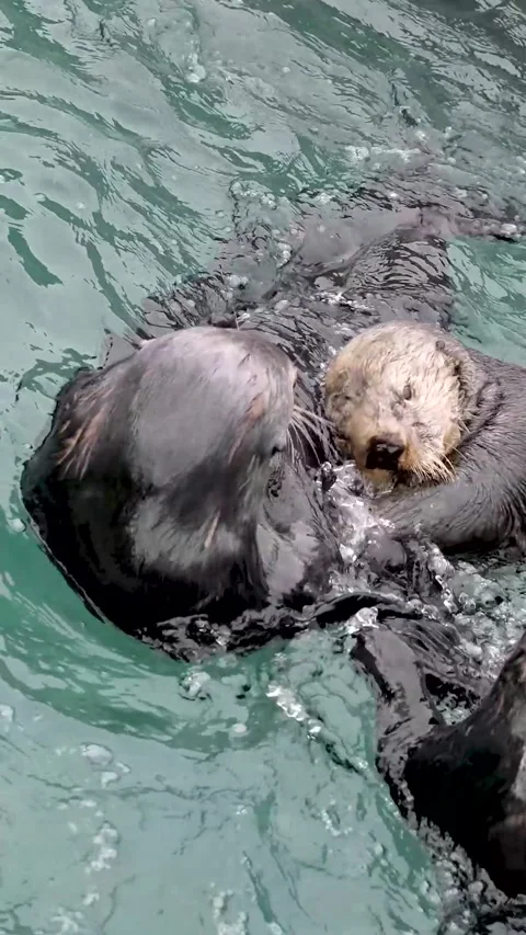 Animals Playing Stock Footage ~ Royalty Free Stock Videos | Page 19