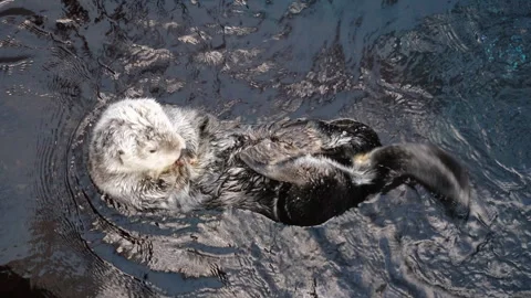 Sea otters are an endangered species | Stock Video | Pond5