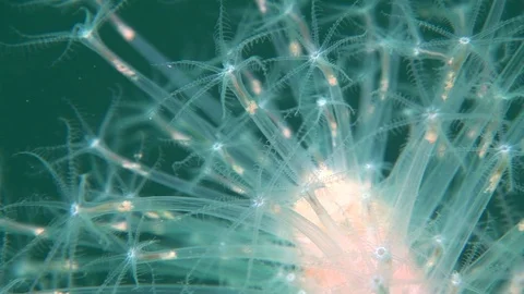 sea pen underwater Pennatulacea sea pen ... | Stock Video | Pond5