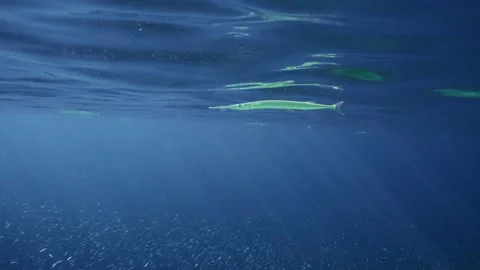 Sea pike swims under surface of blue wat... | Stock Video | Pond5