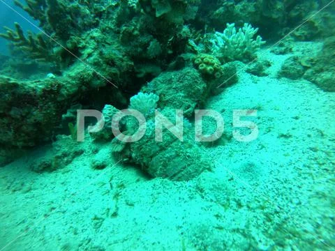 Photograph: Sea pollution in metals and other garbage in the Red Sea ...