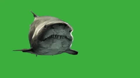 Sea shark dancing on green screen | Stock Video | Pond5