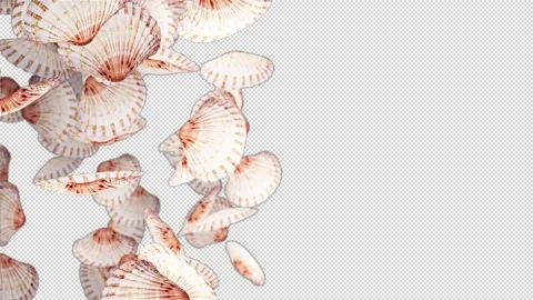 Sea Shells 3D Stock Footage ~ Royalty Free Stock Videos | Pond5