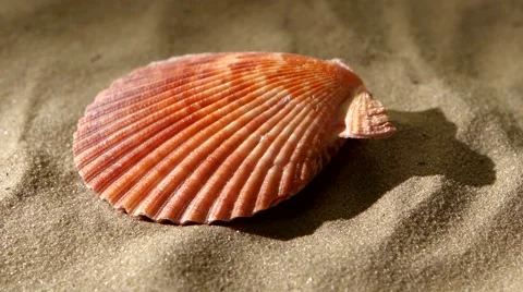 Sea shell, pink, on sand, back light, ro... | Stock Video | Pond5