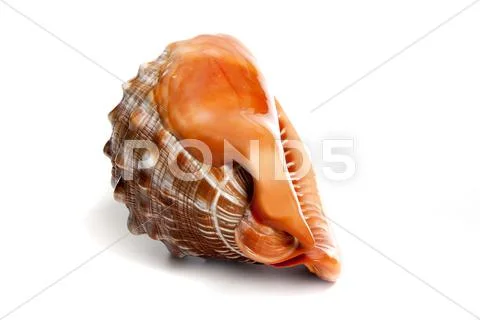 Stock Photograph: Sea shell in studio ~ Image #45663912