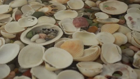 Sea shells and stones underwater. Ripple... | Stock Video | Pond5