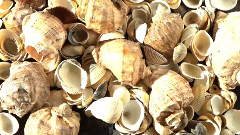 Beach Shells Background Stock Videos – Royalty-Free HD & 4K Videos | Pond5