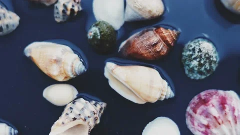 Sea Shells Stock Video Footage | Royalty Free Sea Shells Videos | Pond5