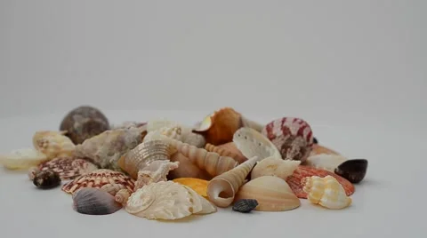 Shells Isolated Stock Video Footage | Royalty Free Shells Isolated ...
