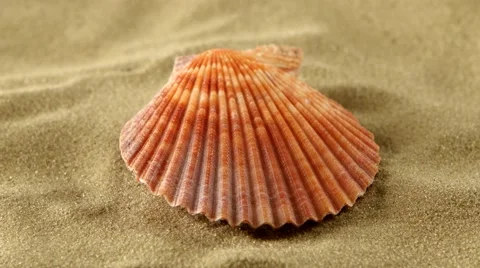 Sea shells, pink, on sand, rotation, clo... | Stock Video | Pond5
