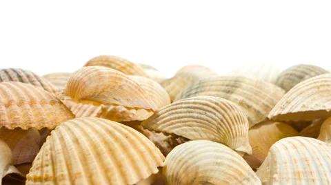 sea shells, seashells background 4k | Stock Video | Pond5