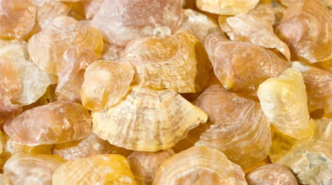 sea shells, seashells background 4k | Stock Video | Pond5