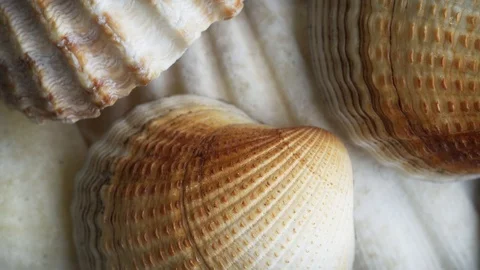 Sea Shells Stock Video Footage | Royalty Free Sea Shells Videos | Pond5