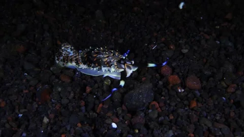 Sea slug Cerberilla affinis looking for ... | Stock Video | Pond5
