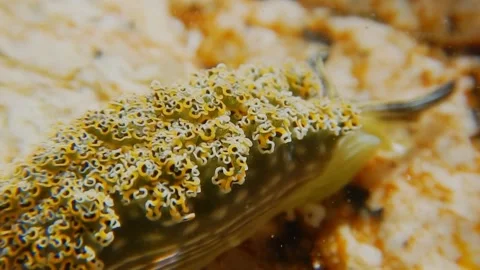 Sea Slug Crawling – 4K Underwater Macr... | Stock Video | Pond5
