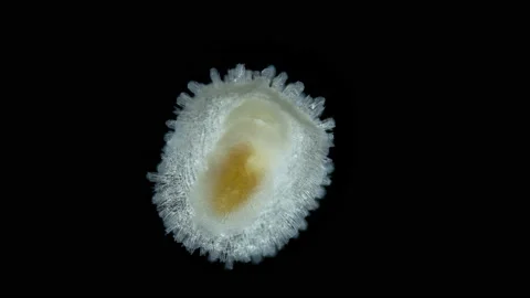 Sea slug Nudibranchia under the microsco... | Stock Video | Pond5