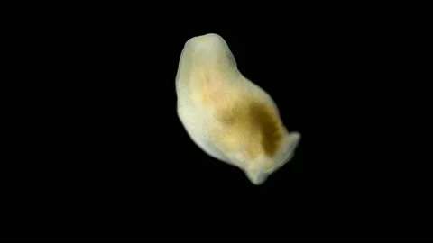 Sea slug Philine denticulata under the m... | Stock Video | Pond5