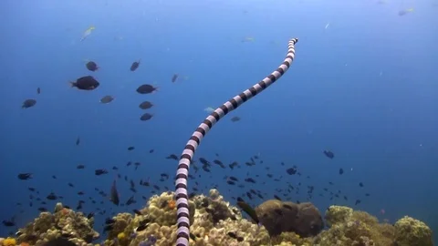 Sea Snake Stock Videos – Royalty-Free HD & 4K Videos
