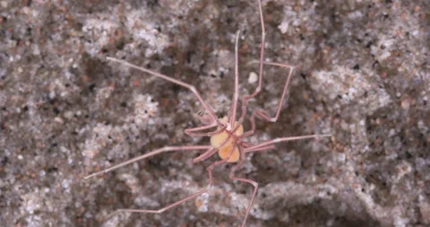 Sea spider Nymphon sp. close up, order P... | Stock Video | Pond5