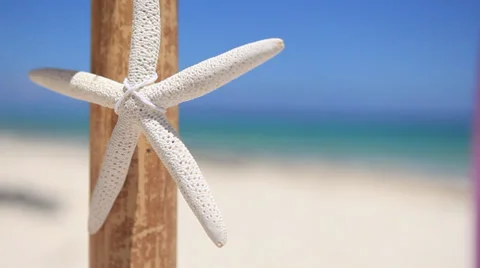Sea Star Beach Stock Videos – Royalty-Free HD & 4K Videos | Page 3