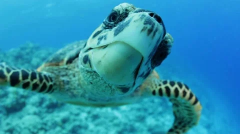 Sea Turtles Stock Video Footage | Royalty Free Sea Turtles Videos | Pond5