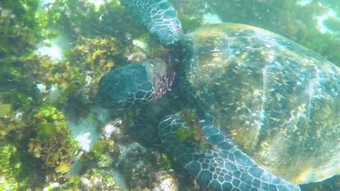 Sea Turtle Close Up overhead view | Stock Video | Pond5