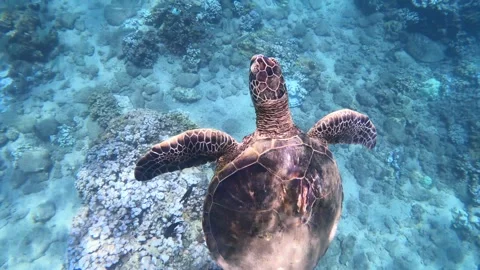 Sea Turtle Air Stock Video Footage | Royalty Free Sea Turtle Air Videos ...