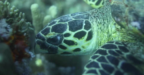 Sea Turtle in the Coral Reef of The Red ... | Stock Video | Pond5