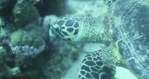 Sea Turtle in the Coral Reef of The Red ... | Stock Video | Pond5