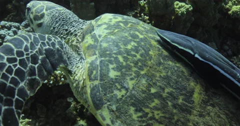 Sea Turtle in the Coral Reef of The Red ... | Stock Video | Pond5