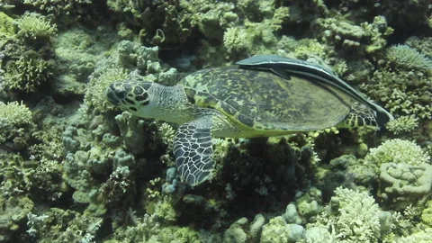 Sea Turtle in the Coral Reef of The Red ... | Stock Video | Pond5