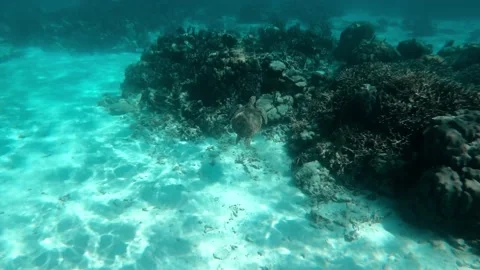 Sea Turtle in the Coral Reefs of Belize,... | Stock Video | Pond5