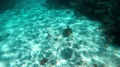 Sea Turtle in the Coral Reefs of Belize,... | Stock Video | Pond5