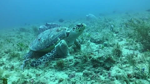 Sea Turtle | Stock Video | Pond5