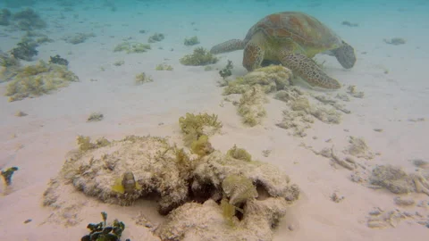 Sea turtle hawk bites and pulls algae fr... | Stock Video | Pond5