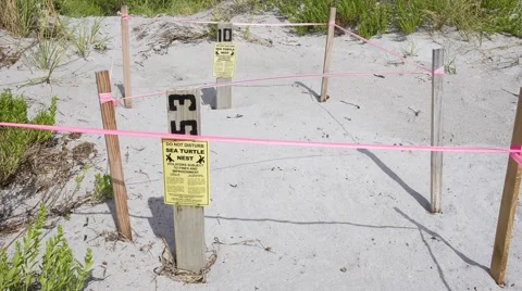 Florida Sea Turtles Stock Video Footage | Royalty Free Florida Sea ...